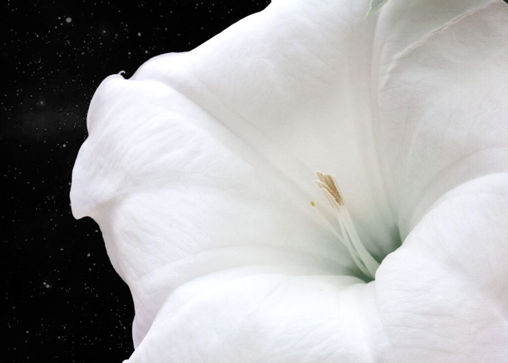 How to Grow a Moon Garden | Rewild + Grow