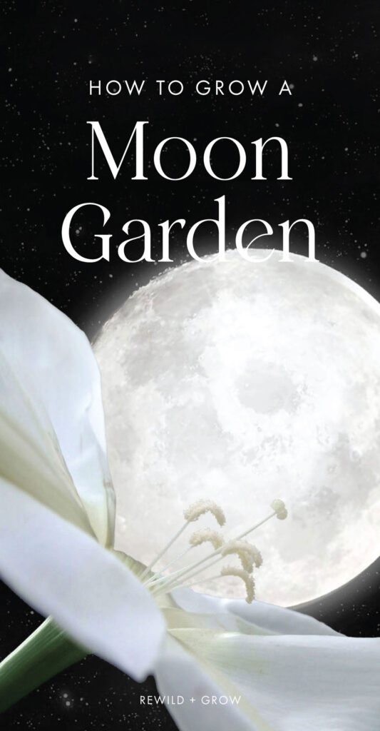 How to Grow a Moon Garden | Rewild + Grow