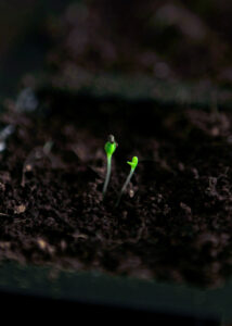 How to Raise Seedlings Indoors (Tips & Tricks) | Rewild + Grow
