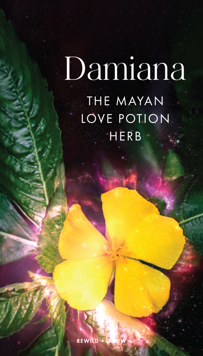 Damiana the Lover’s Dream Herb | Rewild + Grow