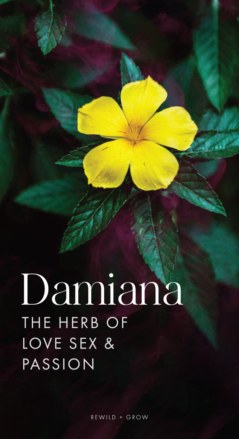Damiana the Lover’s Dream Herb | Rewild + Grow