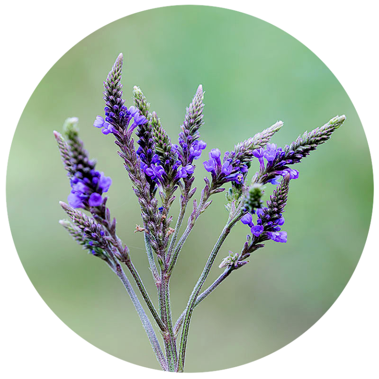 Vervain the Wise Woman's Dream Herb | Rewild + Grow
