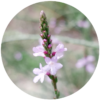 Vervain the Wise Woman's Dream Herb | Rewild + Grow